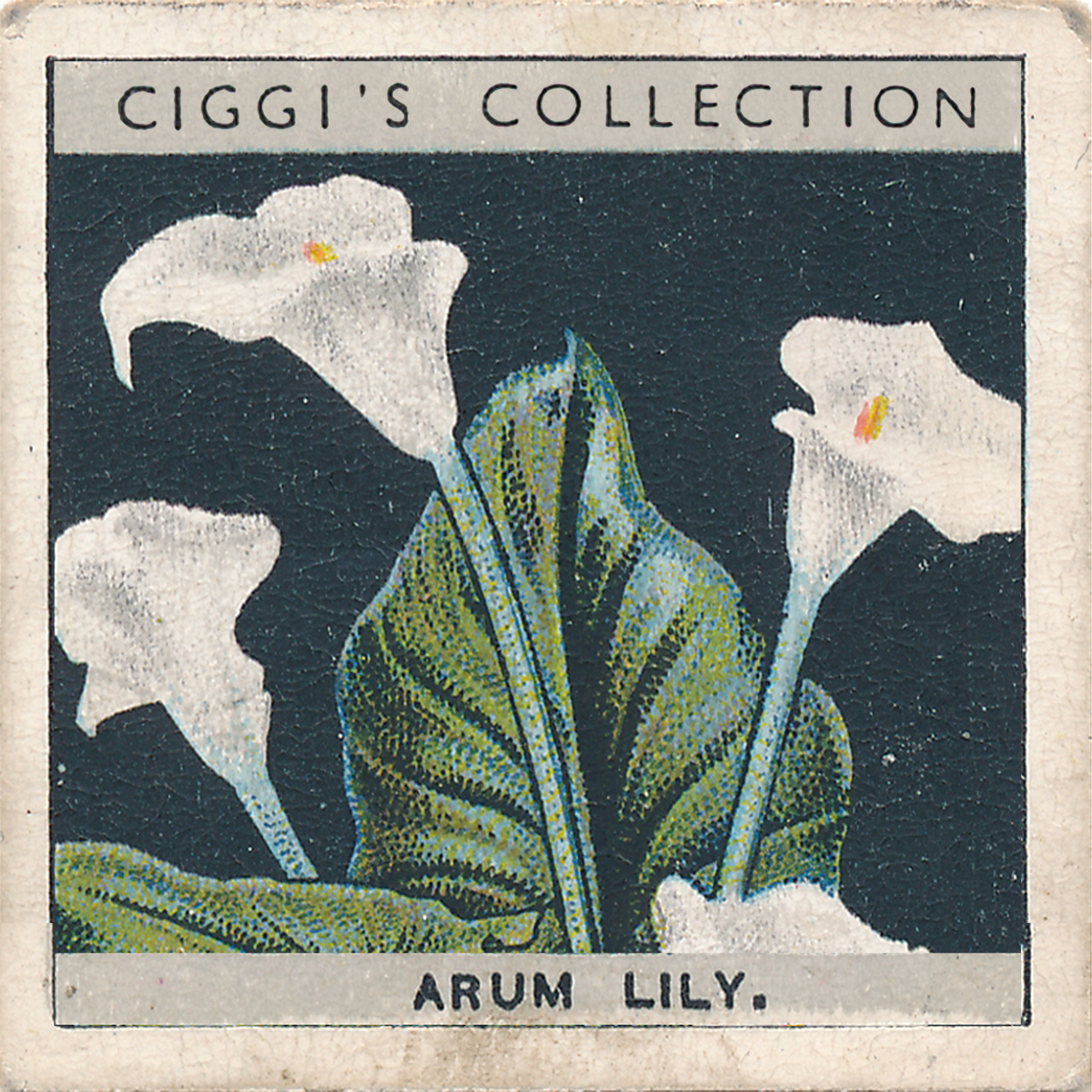 Flower Culture in Pots Posters – Ciggi's Collection